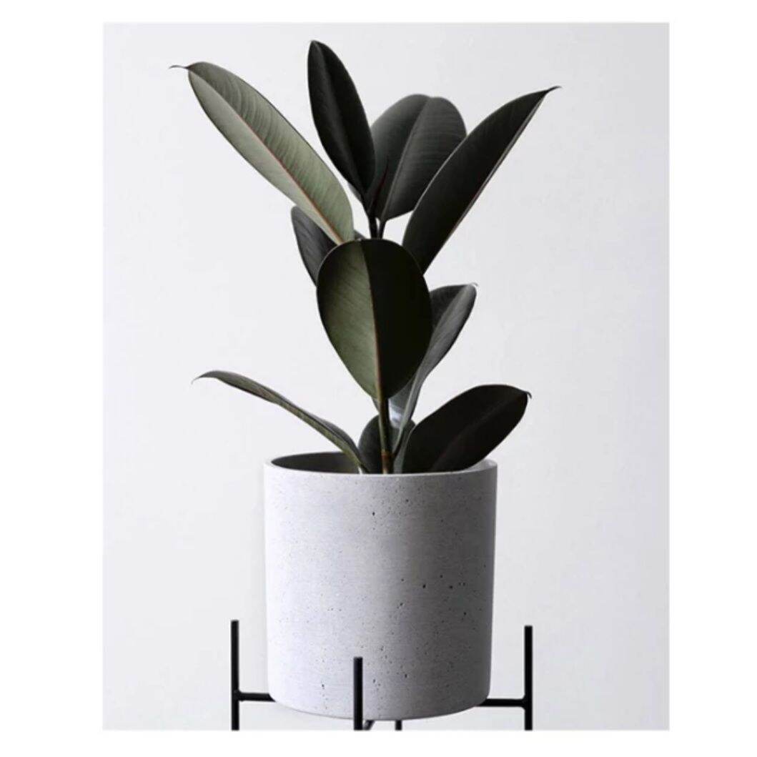 Ficus Elastica Black Prince Rubber Tree Thailand Imported Live Plants ...