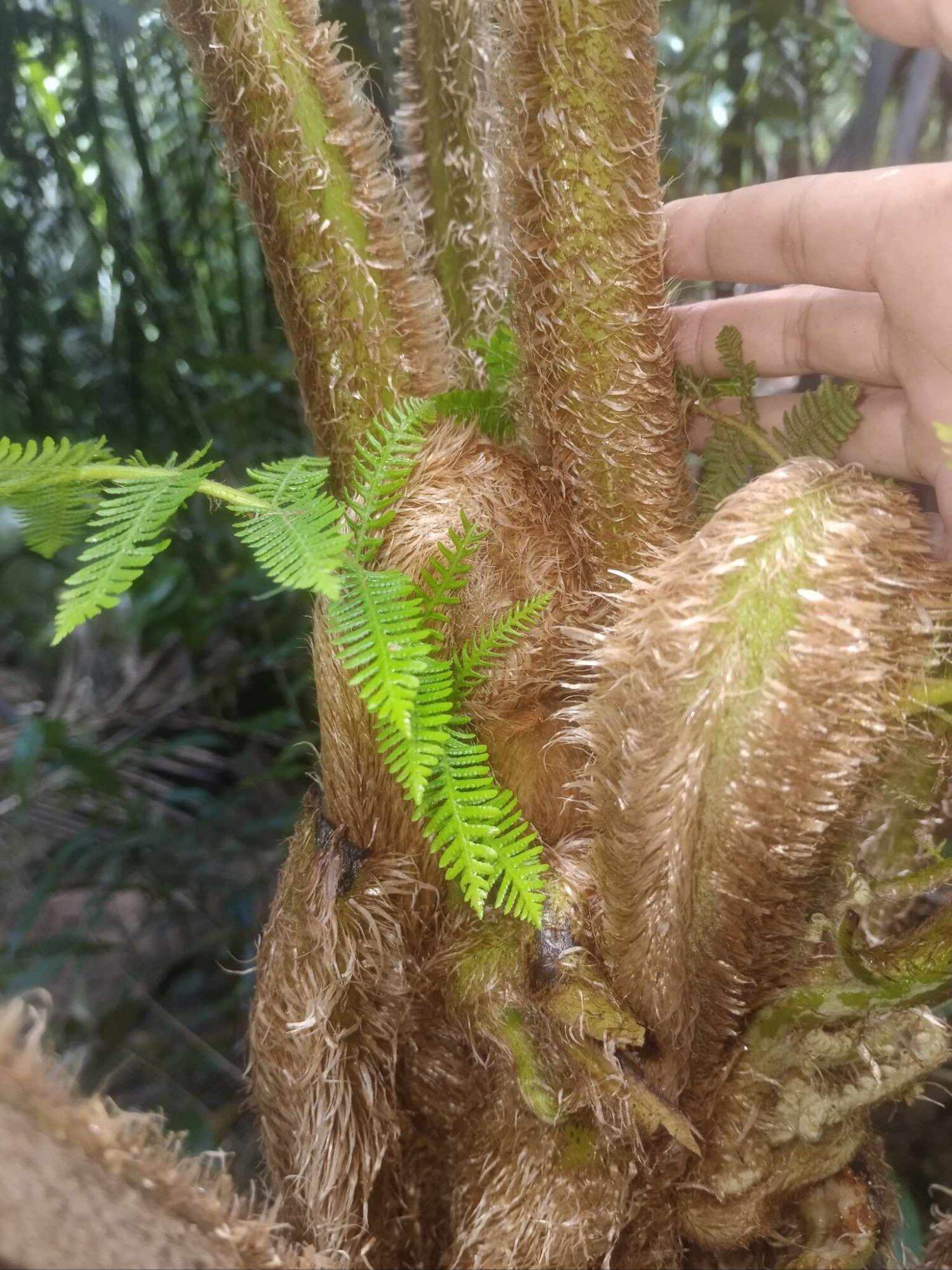 Red Golden Tree Fern/ Subrang Ganda | Lazada PH