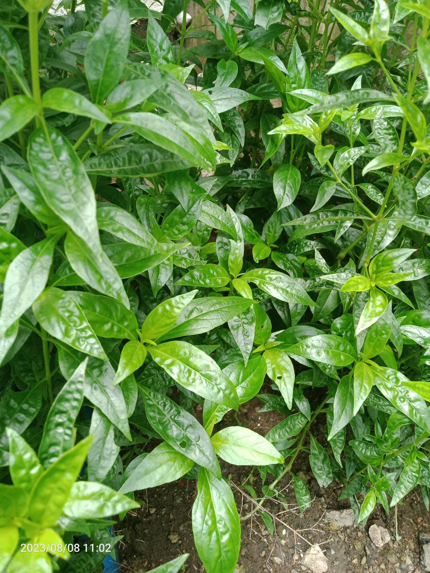 Serpentina Herbal Plant Scientific Name at Imelda Metzger blog