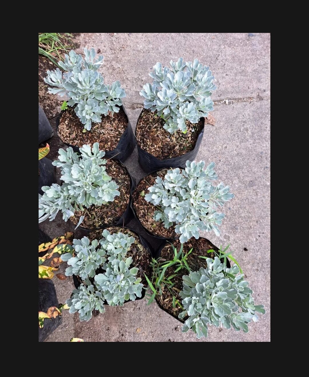 Ang heng ho silver puyeng luckiest plants ☘️ live and rooted ...