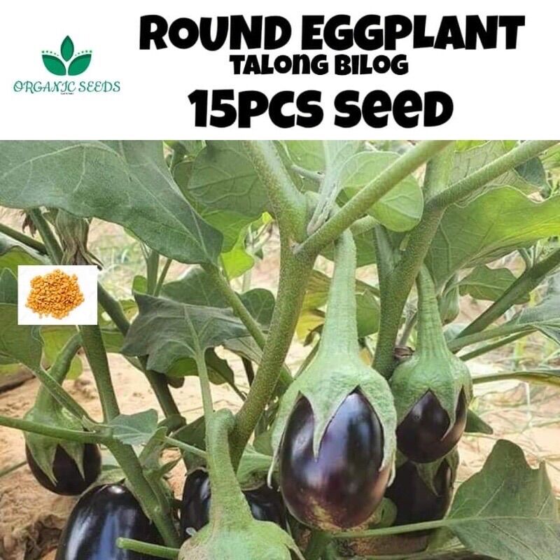 Talong Bilog (15pcs seeds) | Lazada PH