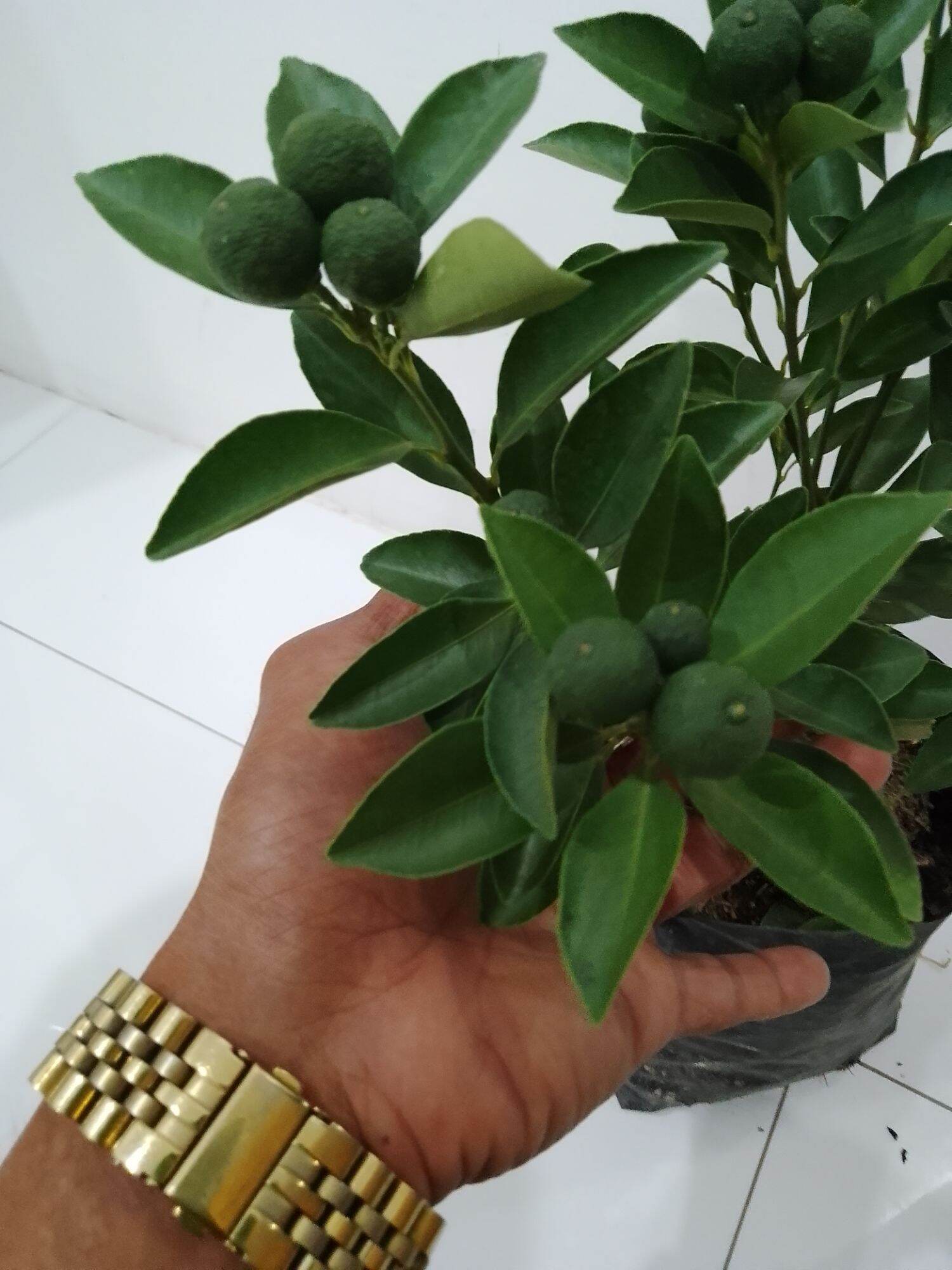 calamansi plant may Bunga napo kahit maliit palang /Calamansi (Citrus ...