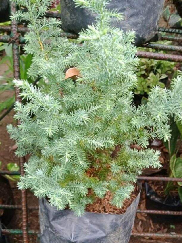 cunifer plant 1 pot black yan mismo | Lazada PH