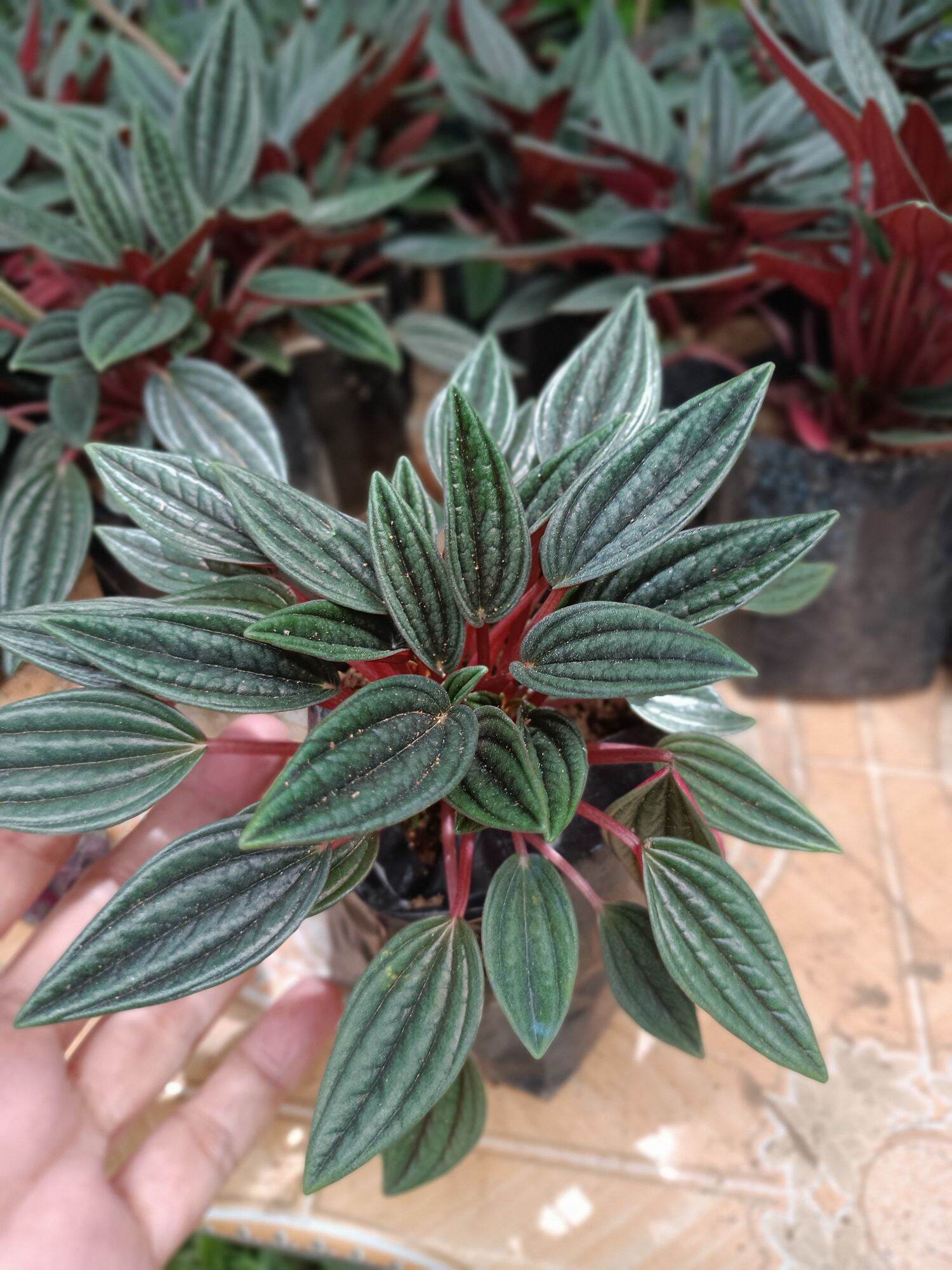 Peperomia ‘Rosso’ | Lazada PH