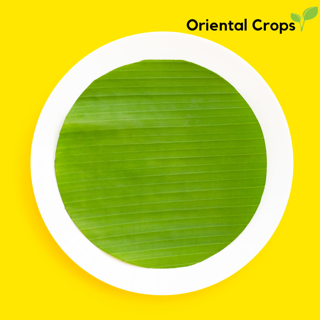 dahon ng saging banana fresh leaf round cut 7 inches cut | Lazada PH