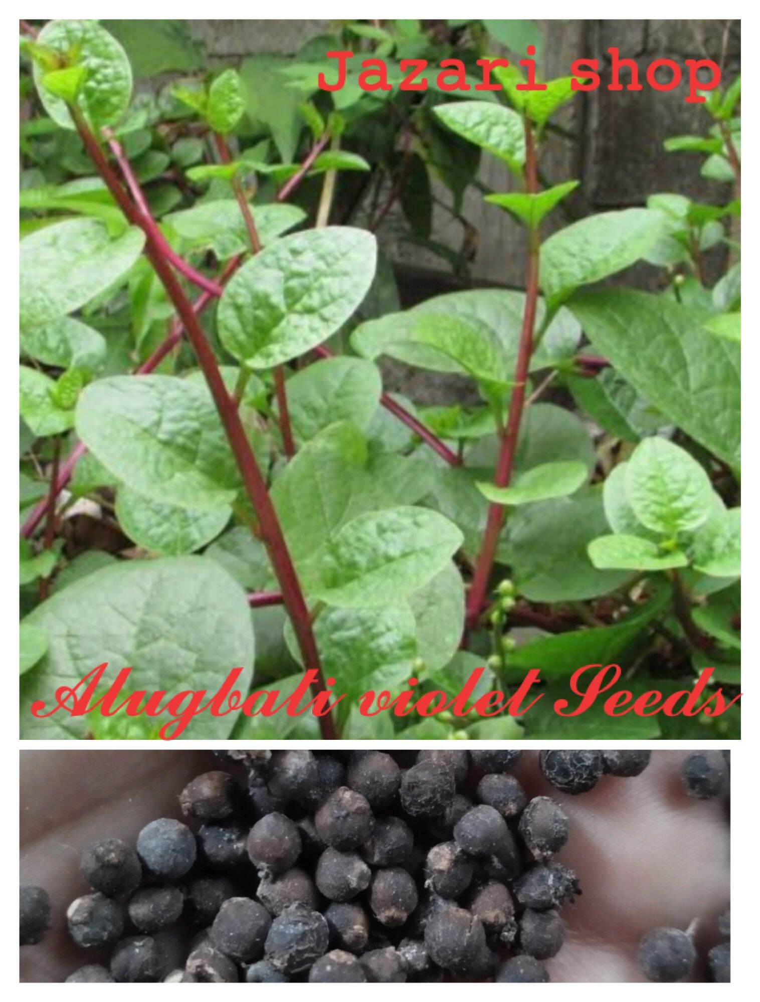 Alugbati(spinach)12 seeds | Lazada PH