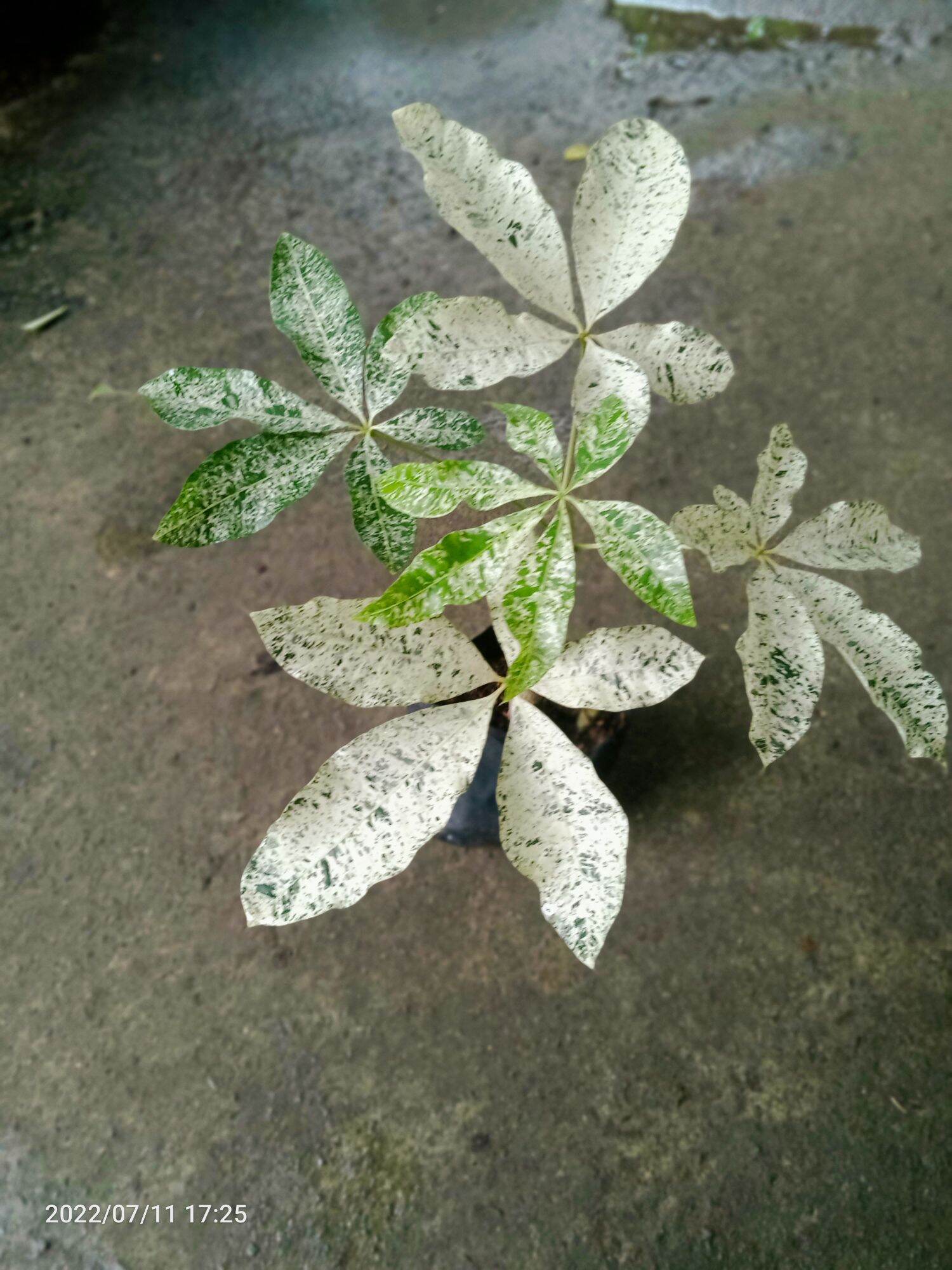 money tree varigated Albo(live) | Lazada PH