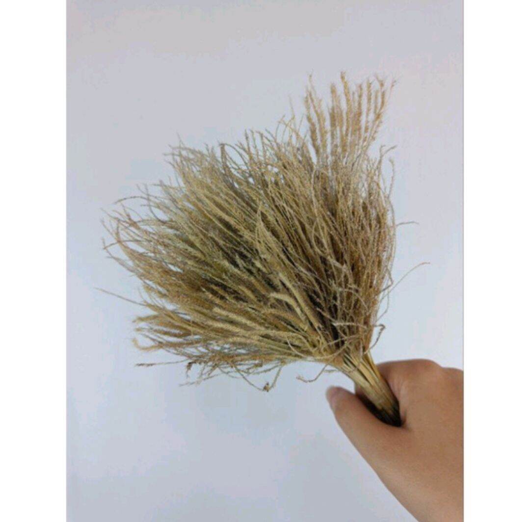 Dried Local Coral Grass | Lazada PH
