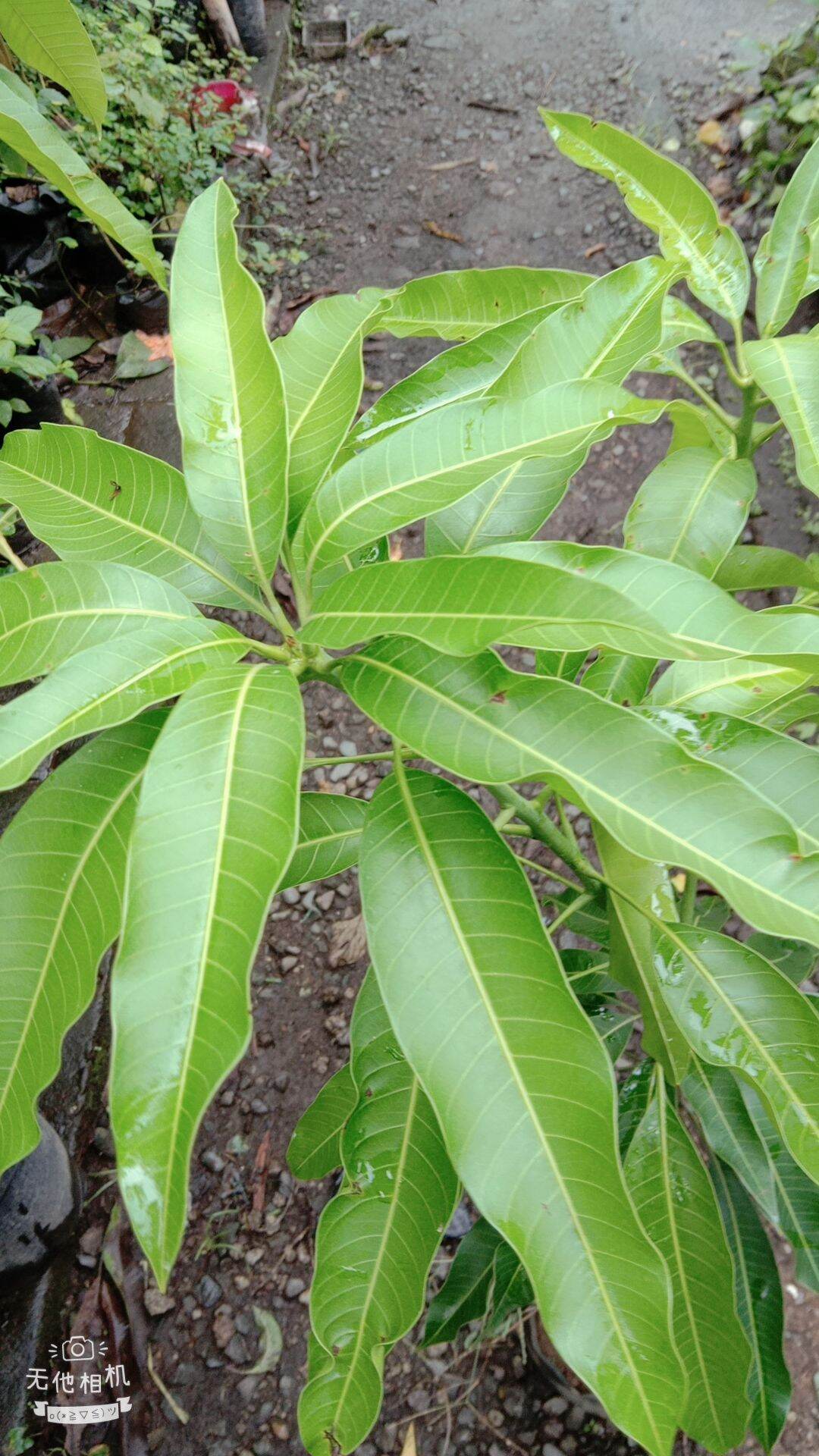 Grafted Catimon Mango | Lazada PH