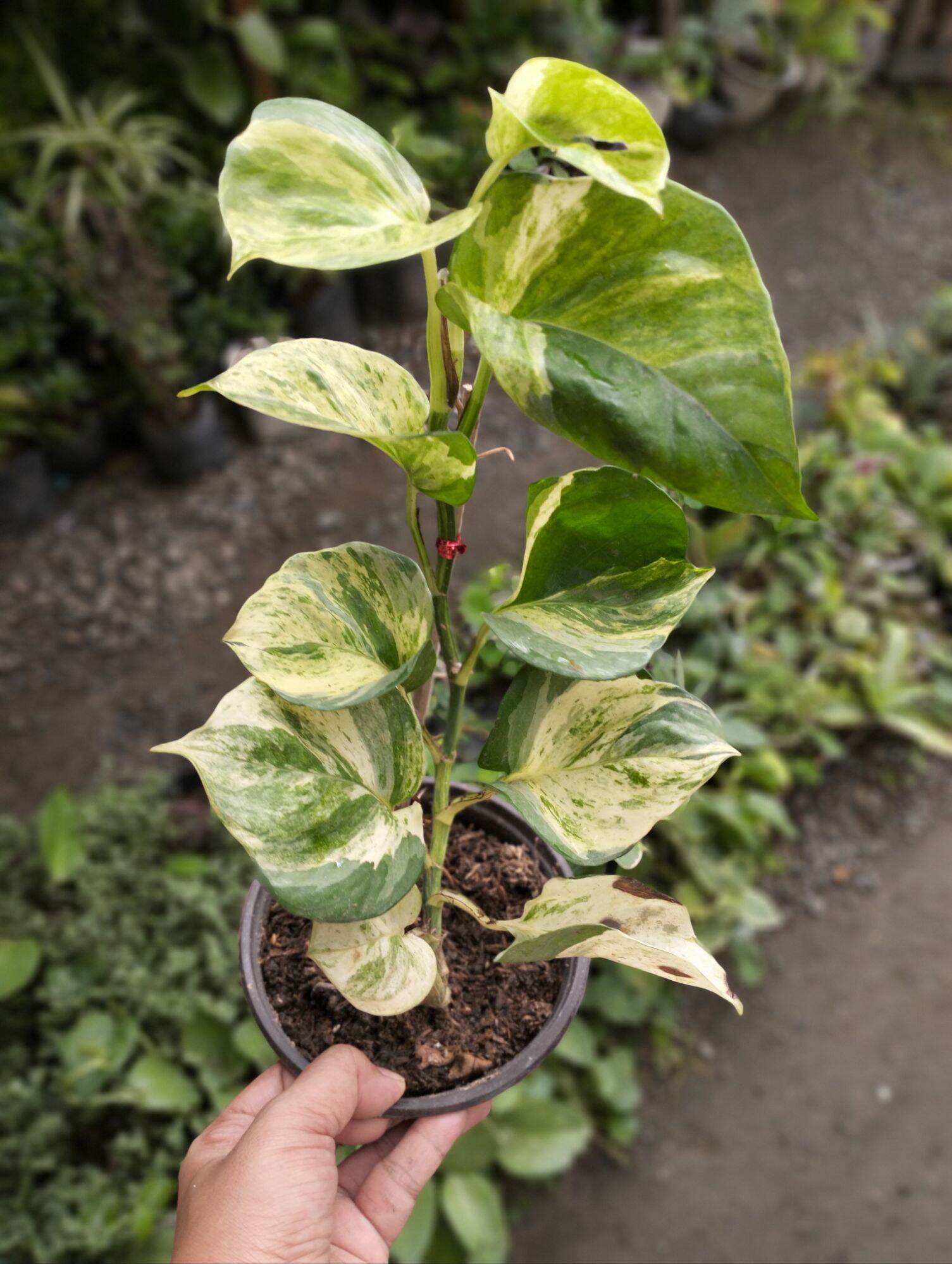 Manjula Photos SALE | Lazada PH