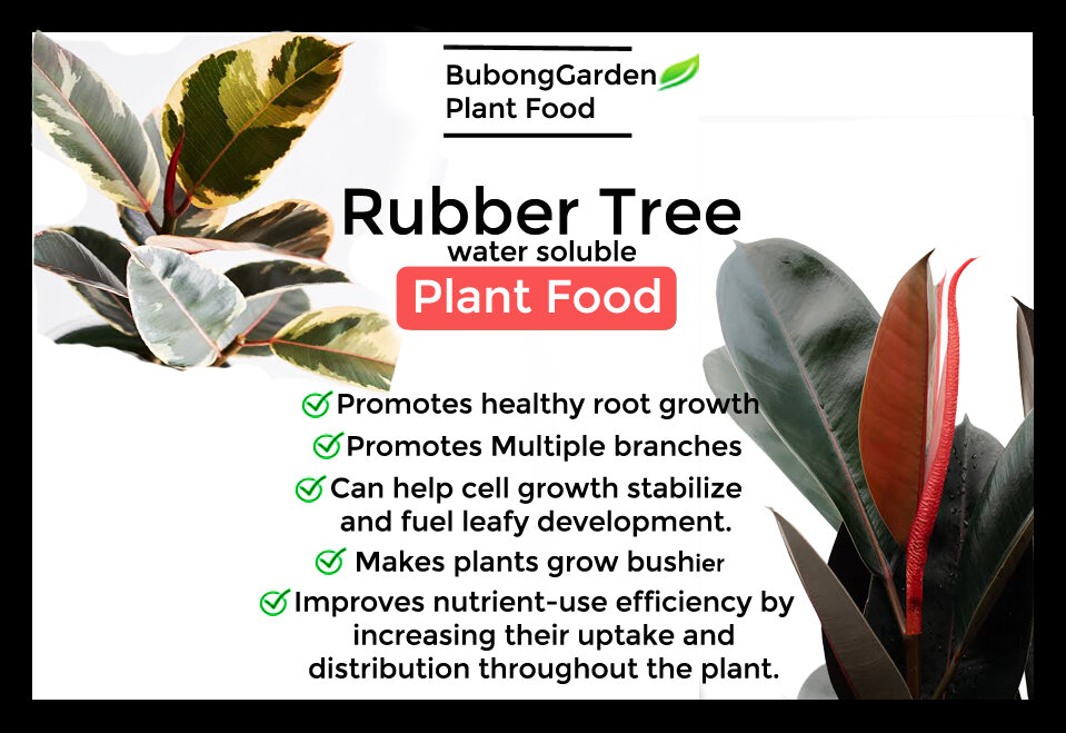 Rubber Tree Plant Food / Indoor Plant House Plant Complete Fertilizer ...