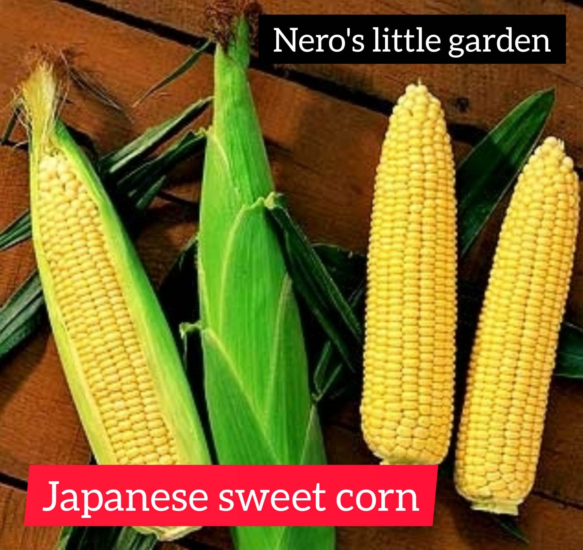 nero's japanese sweet corn ( 10 seeds) | Lazada PH