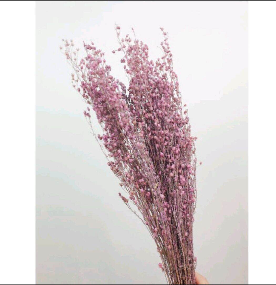 Dried Local Aster Flower (Local Baby's Breath/Gypsophila) | Lazada PH