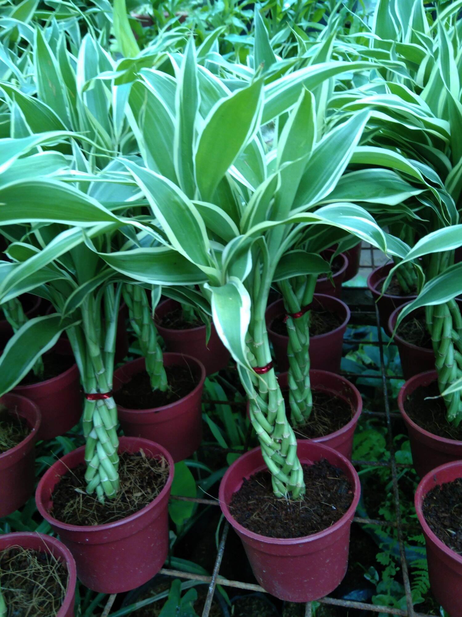 Braided Lucky Bamboo | Lazada PH