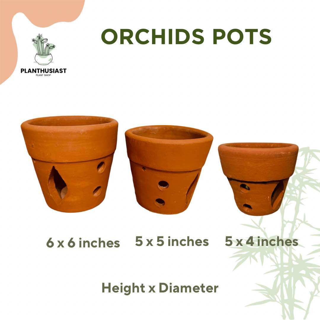 Orchids Terracotta Clay Pots 5x4 and 6x6 | Lazada PH