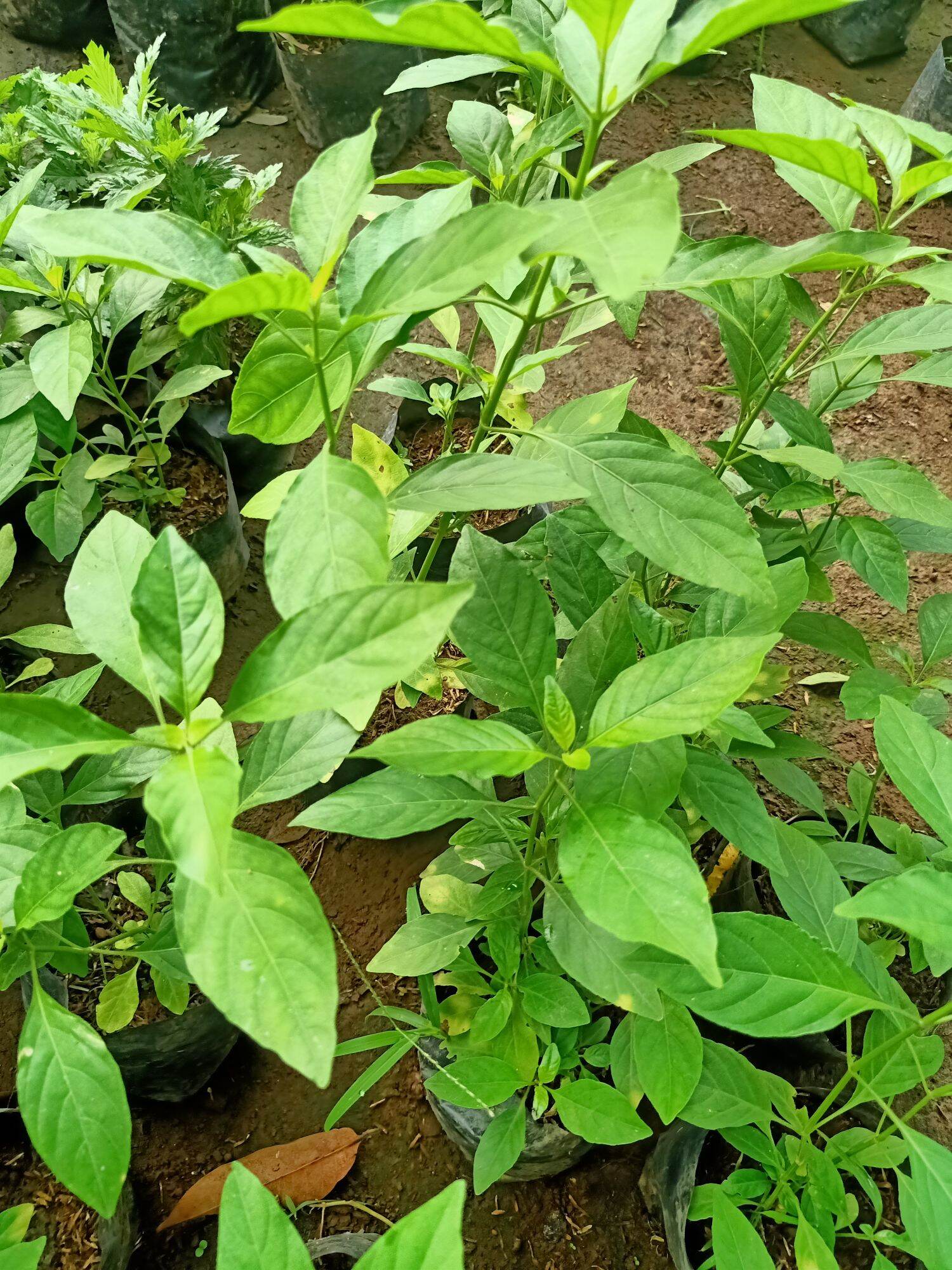 Grean tea | Lazada PH