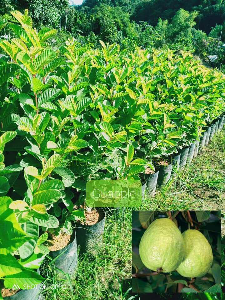 Live Plant Grafted Plant Marcoted Plant Guapple Guava Apple Guavapple ...