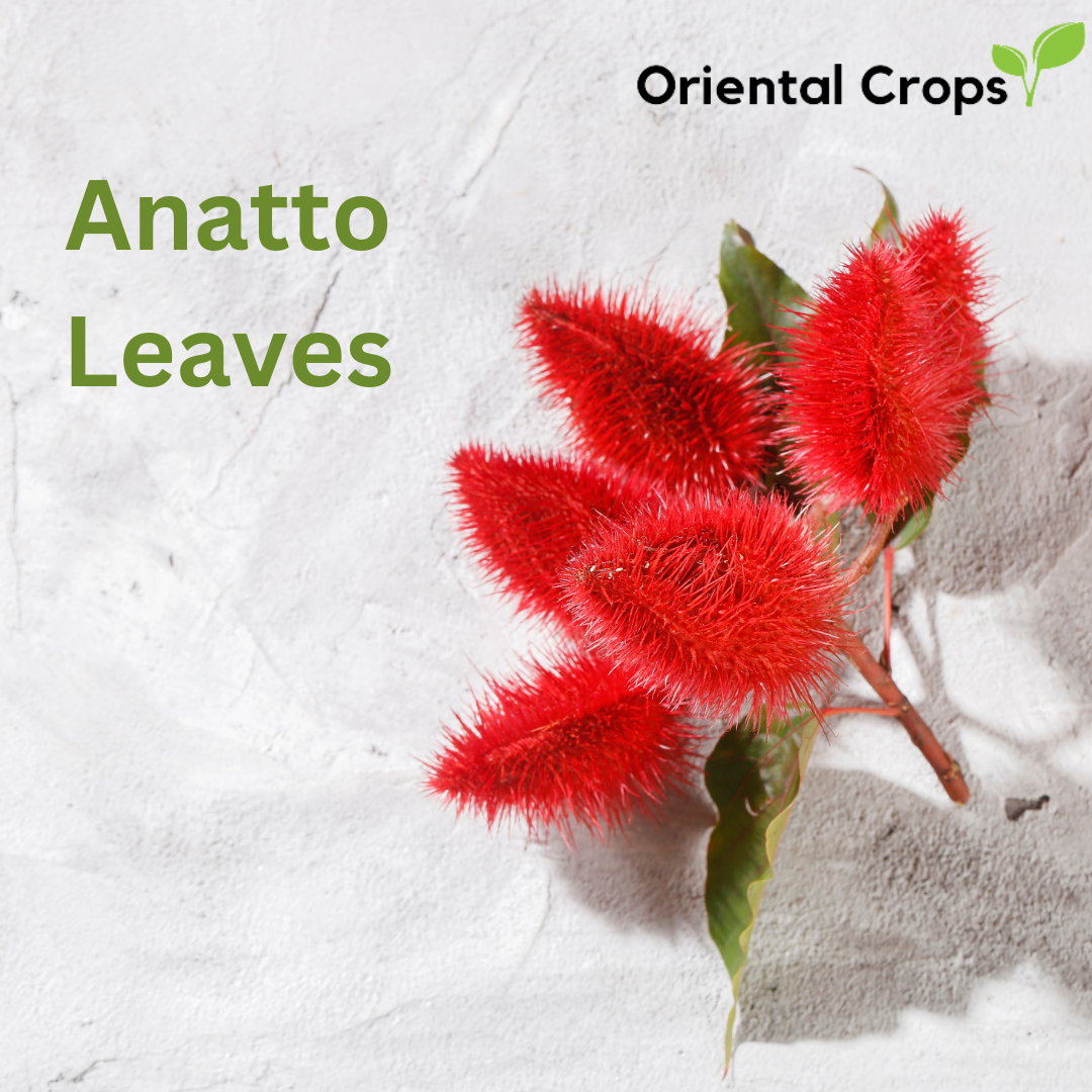 Anatto Atsuete Leaves Dahon or Seeds | Lazada PH