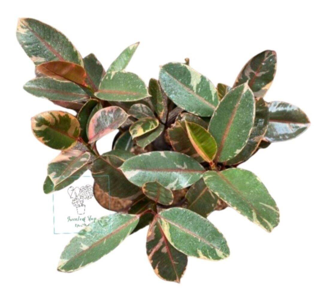 Ficus Elastica Ruby Rubber Tree Solidly Rooted Collectors Collection ...