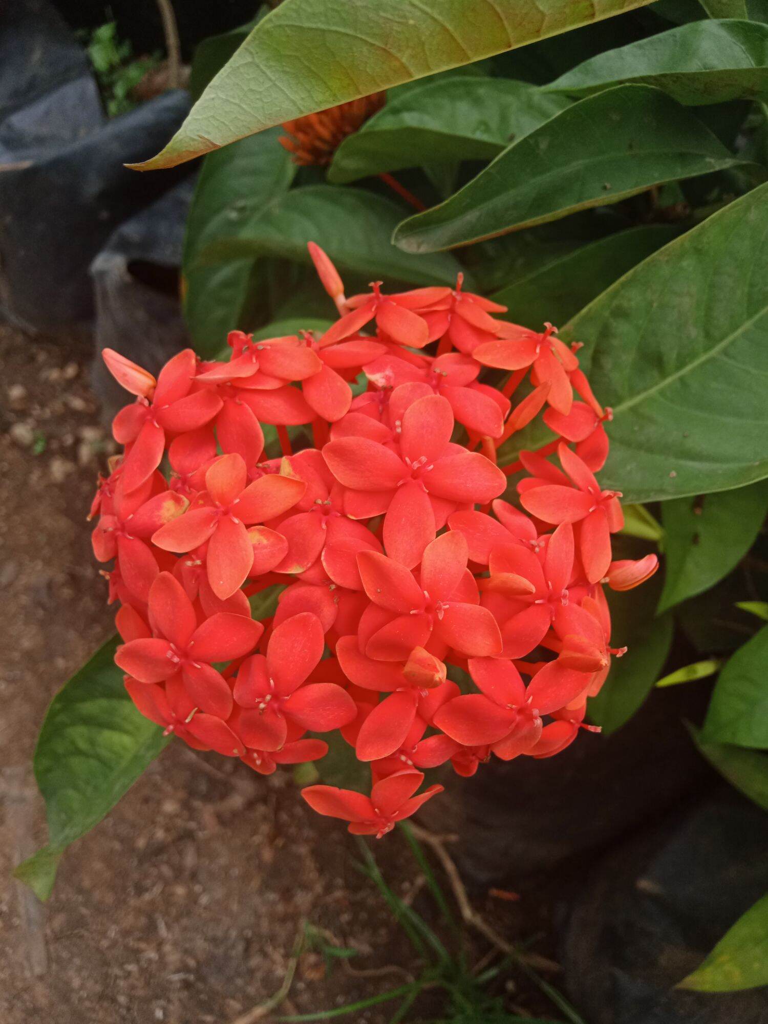 Santan Plants | Lazada PH