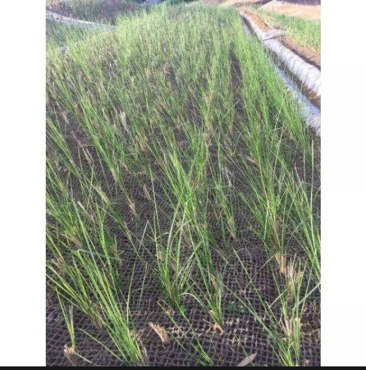 6pesos Per One of Vetiver Grass.. Vetiver Grass Slips or Seedling Best ...