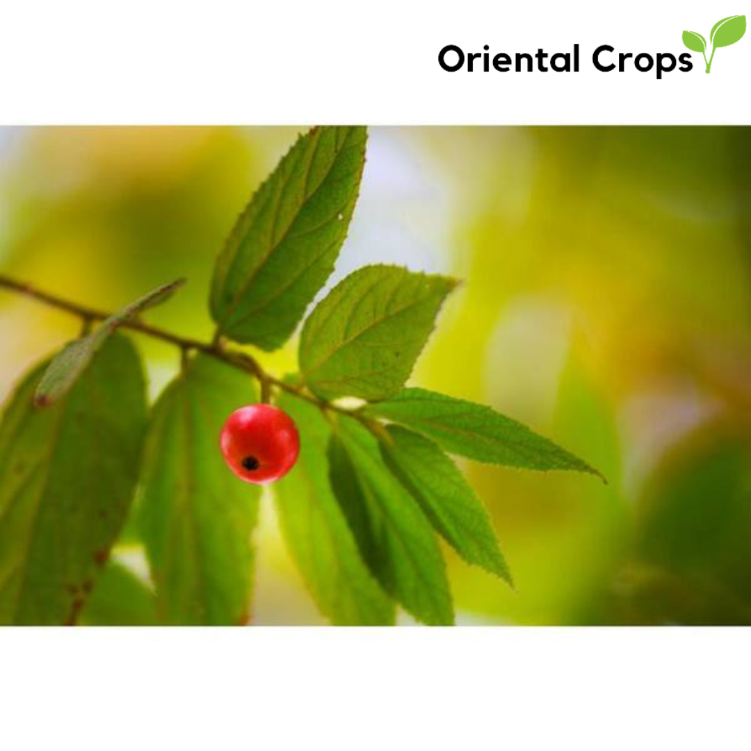 Dahon ng Aratiles Jamaican Cherry Outdoor Garden Plant | Lazada PH