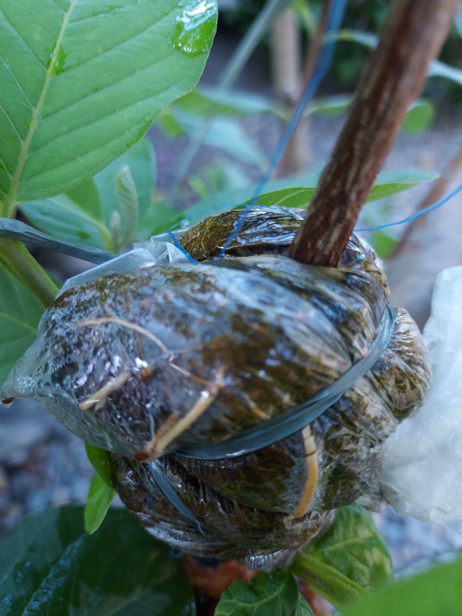 Apple Guava Giant Guapple | Lazada PH