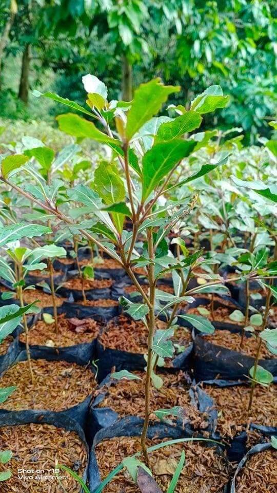 green talisay umbrella tree live plant 1 to 2ft tall | Lazada PH