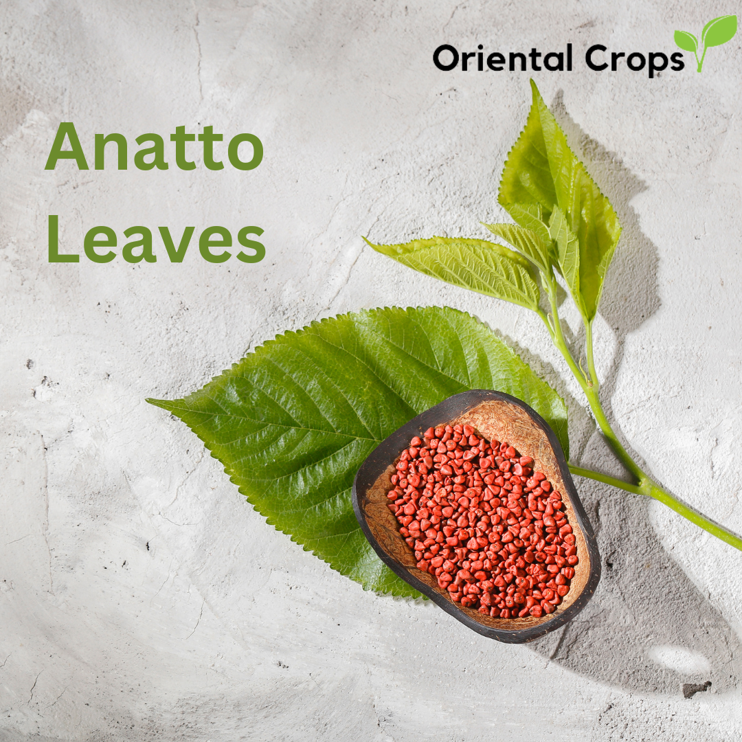 Anatto Atsuete Leaves Dahon or Seeds | Lazada PH