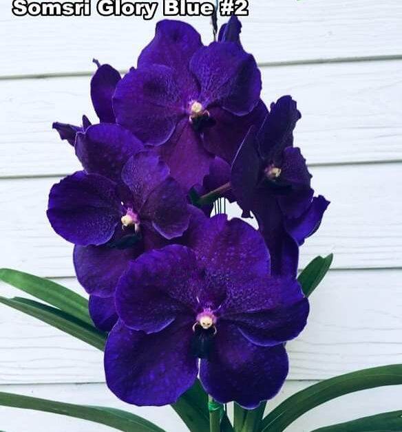 1 Piece Strap Vanda Seedling Live Plant | Lazada PH