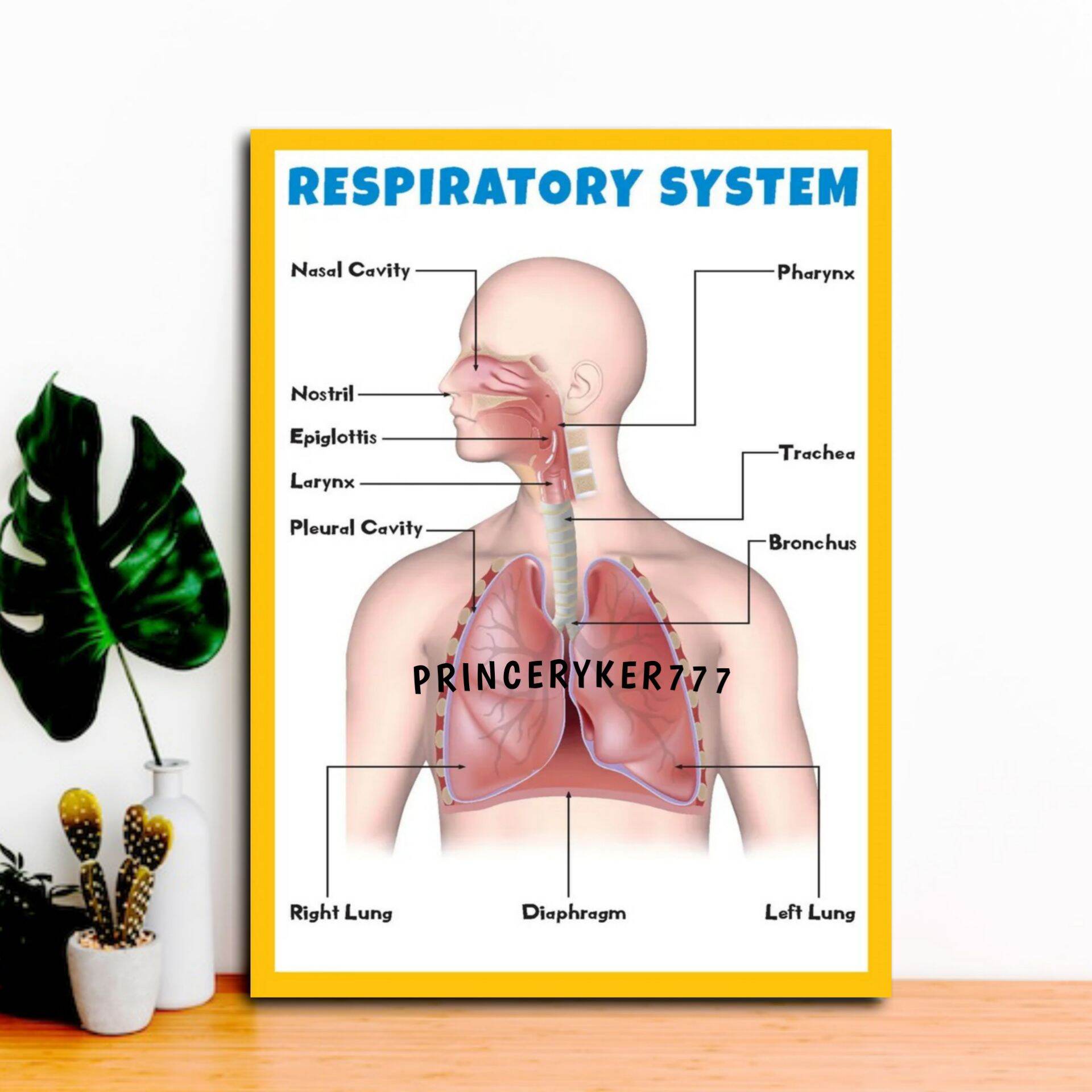 ABOUT SCIENCE Educational Charts | A4 Size | Laminated Charts | Human ...