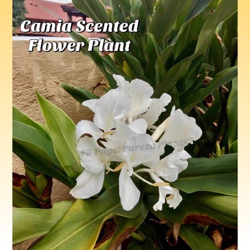 Camia / Kamia Scented Flower Original 2 Stems Rooted Live (Ginger like ...