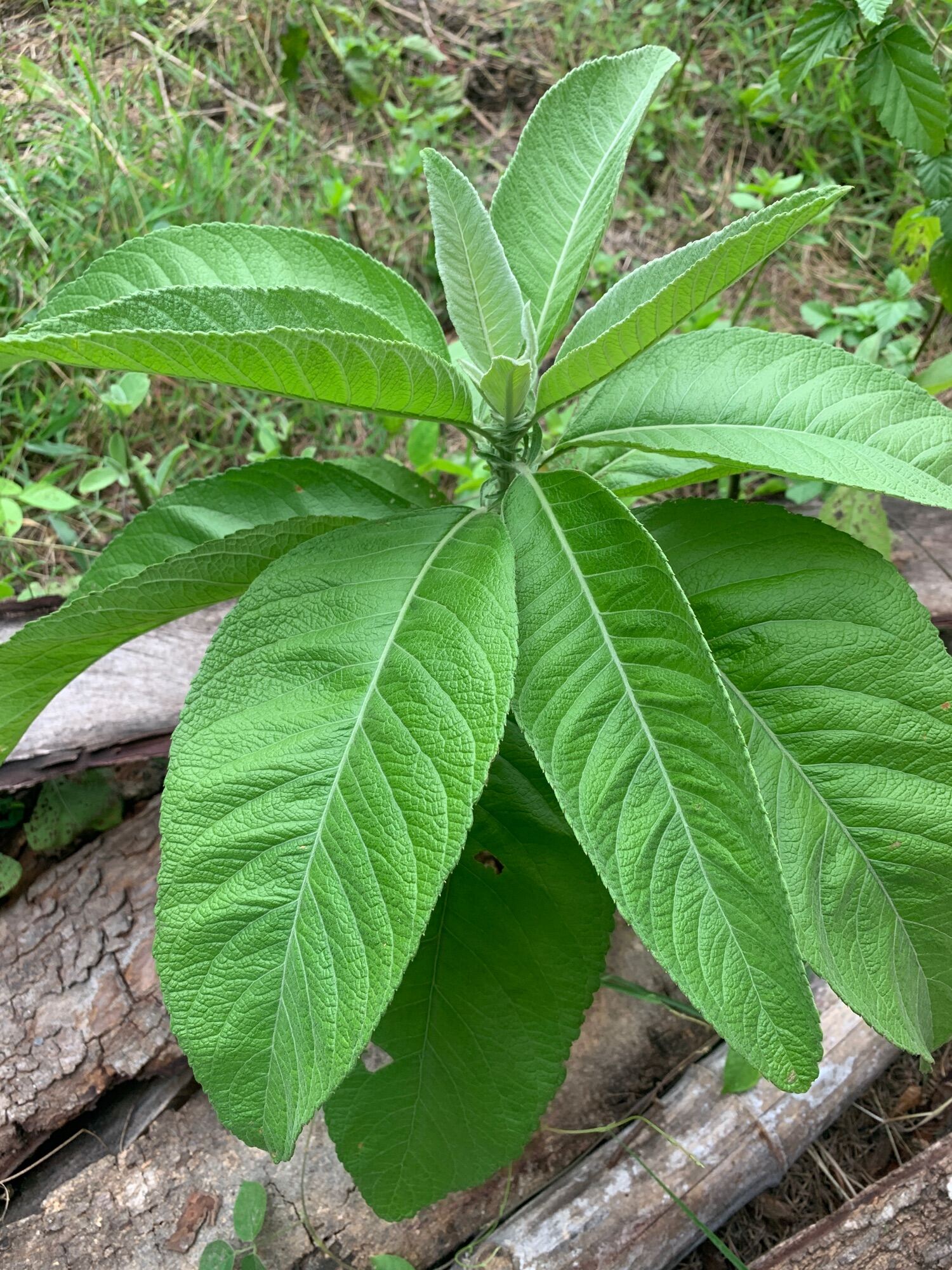 Fresh Sambong Leaves 50g Lazada PH