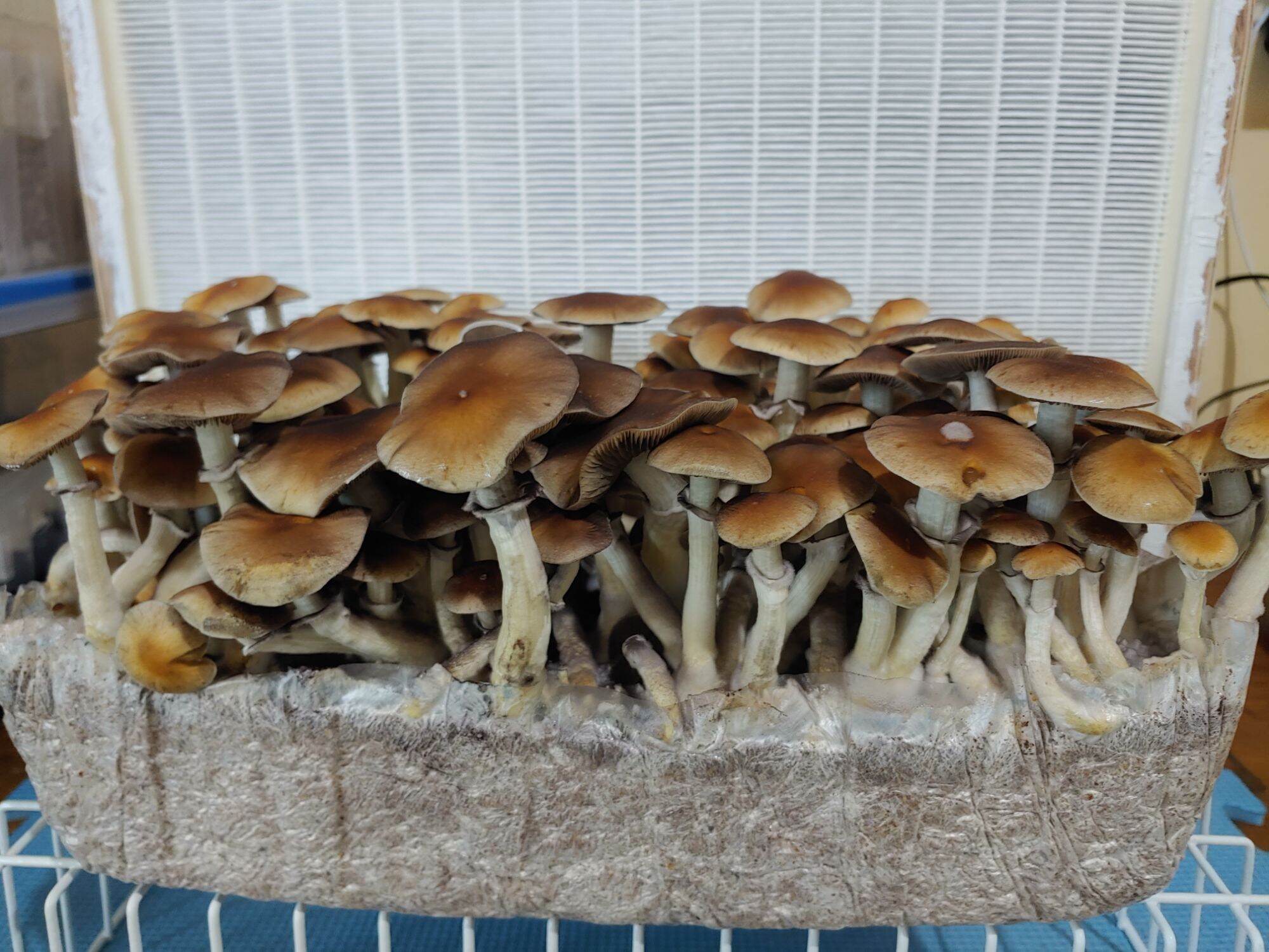 Spore Mushroom Cubes | Lazada PH