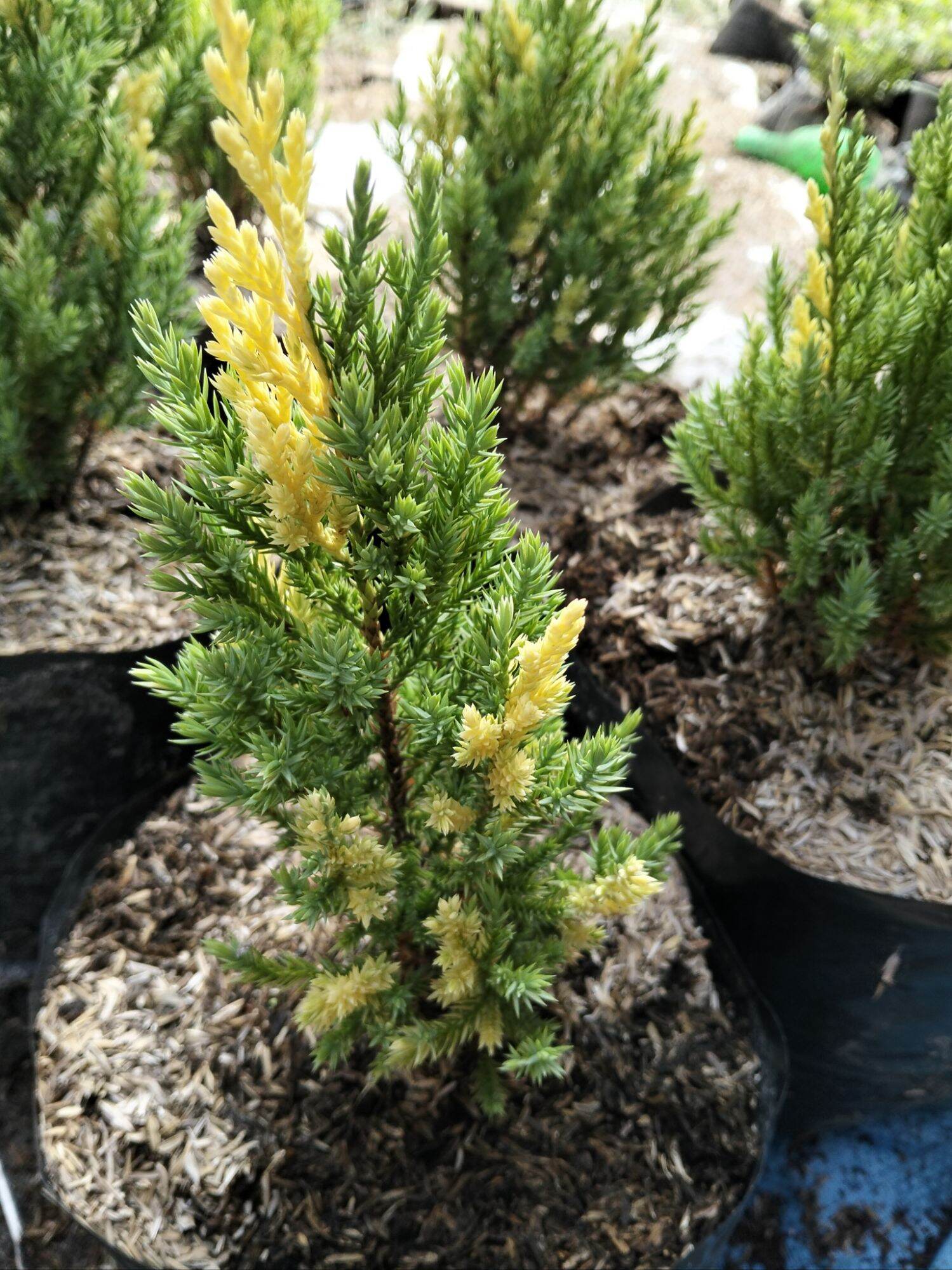 CYPRESS - BRAZILIAN PINE TREE - VARIEGATED - Live Plants Rooted Outdoor ...