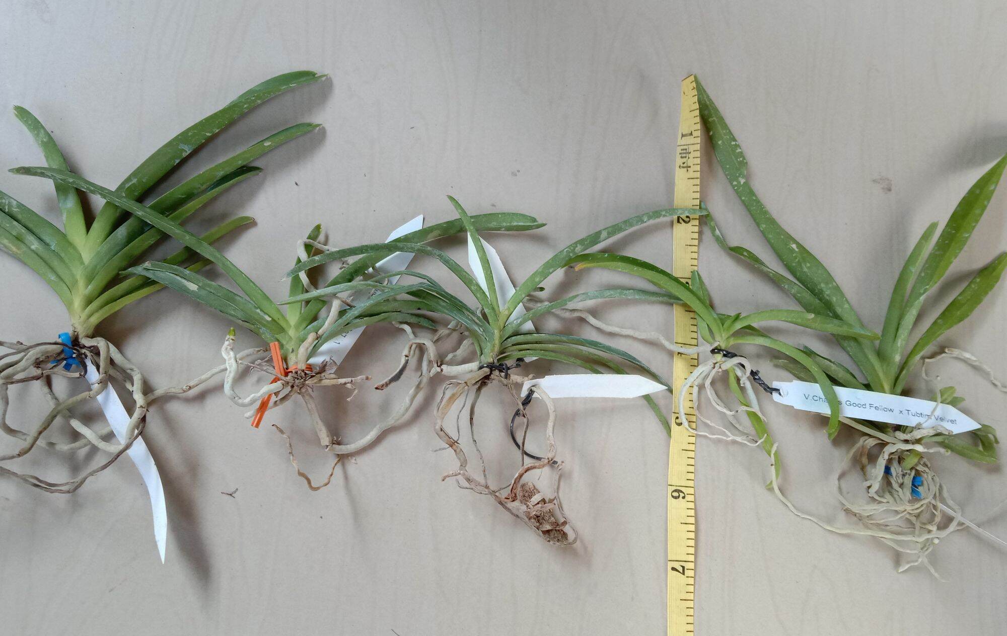 1 Piece Strap Vanda Seedling Live Plant | Lazada PH