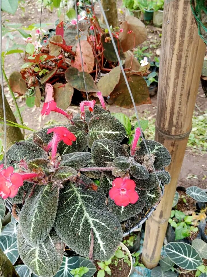 Episcia Kee wee Live plant-Rooted plant with FREE Fertilizer | Lazada PH