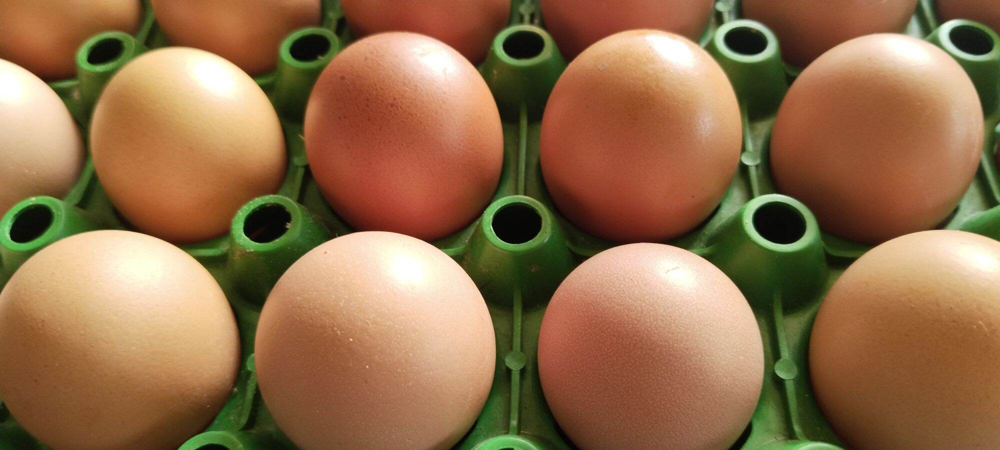 Brown Nick Free Range Layers Chicken Fertile Eggs | Lazada PH