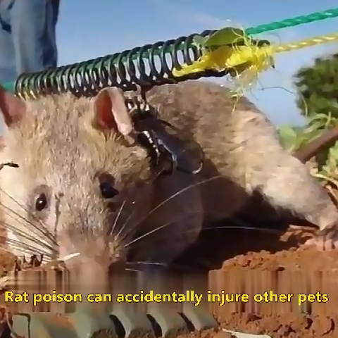 YEGBONG Rat Killer Poison Pellet 20 tablets Rats die in the open air No ...