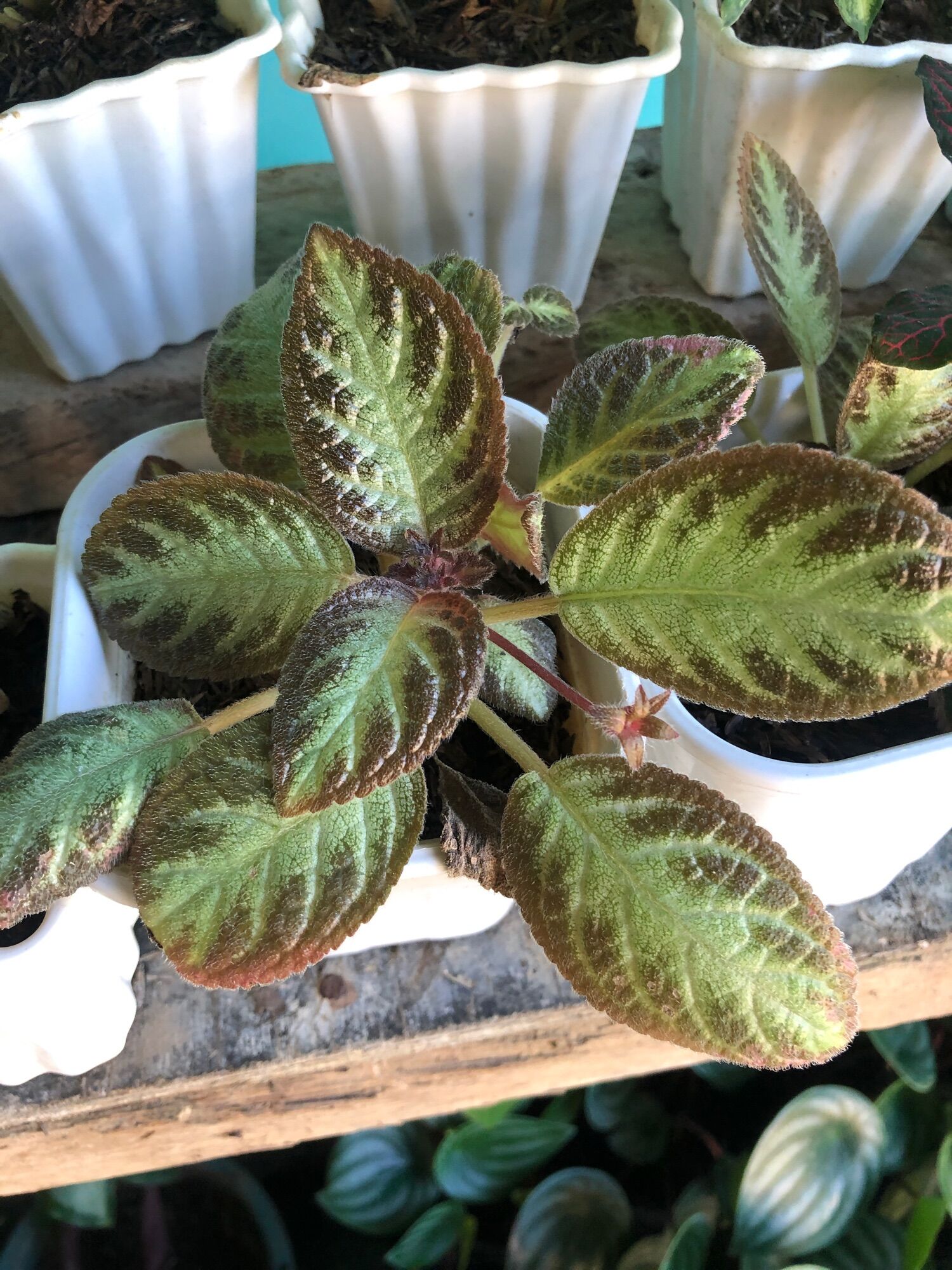 Episcia in a pot | Lazada PH