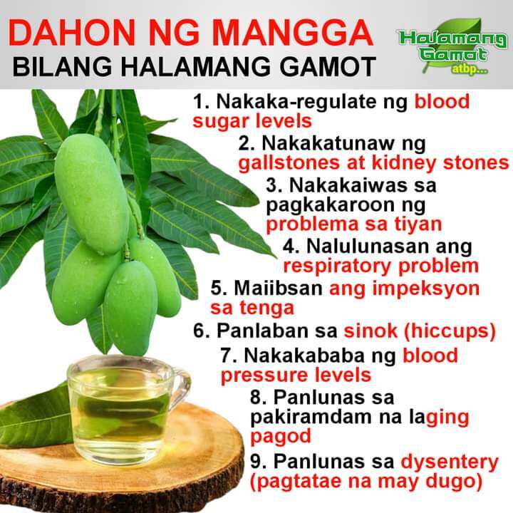 Fresh mango leaves /mangga leaves(100 leaves) | Lazada PH
