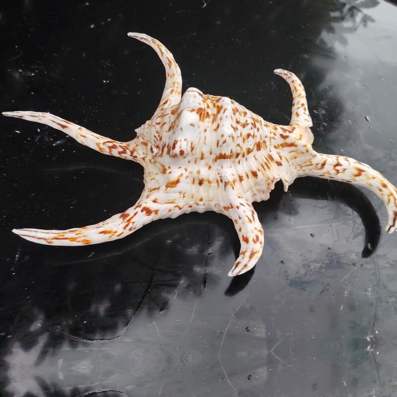 Natural Super Large Conch Spider Conch Trumpet Conch Shell Whistle ...