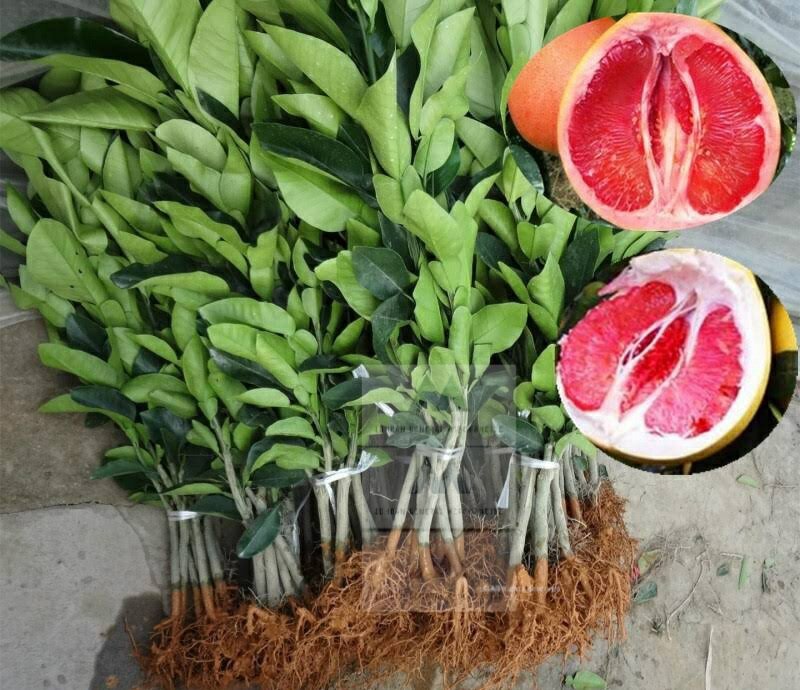 Pomelo Grafted Dwarf/Suha Davao variety pink | Lazada PH