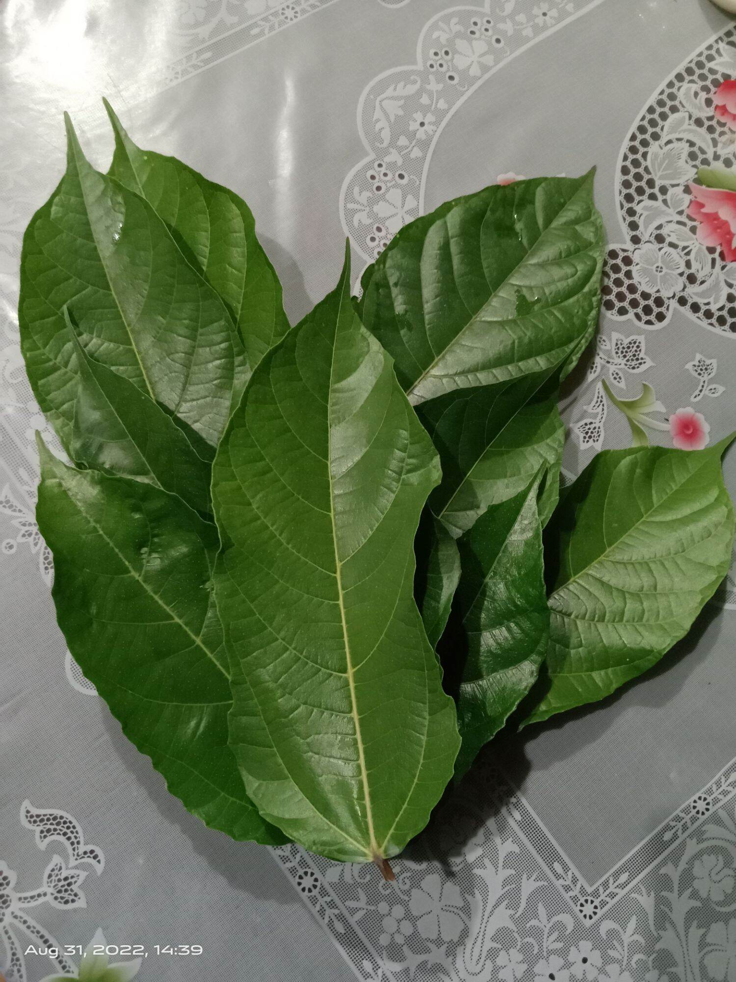 is-is leaves or ficus odorata for cleaning and medication purposes 50pcs | Lazada PH