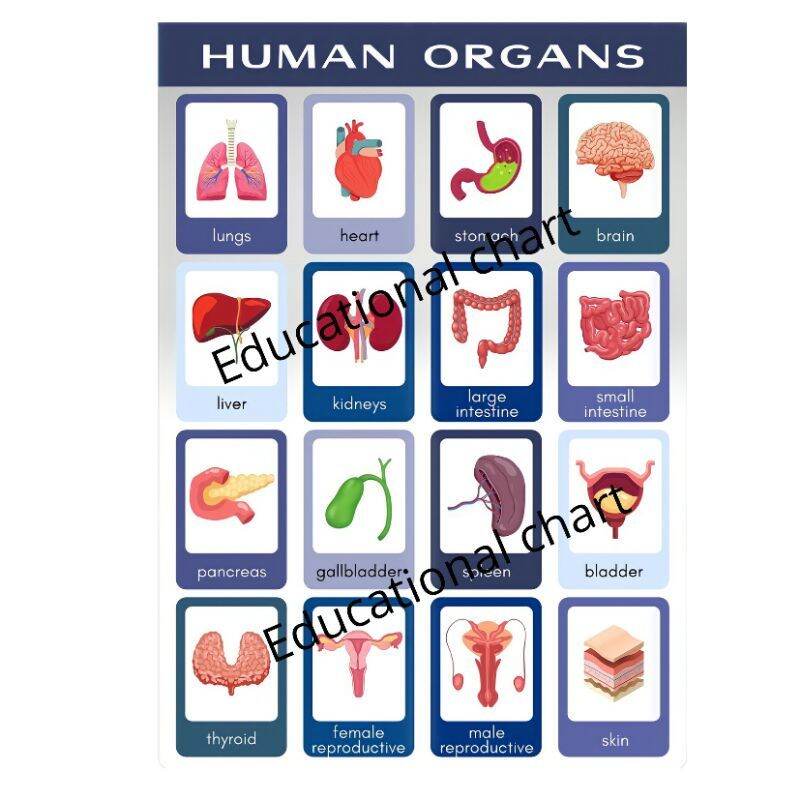 11PCS Human Anatomy / Internal Organs Flashcards for kids, Laminated ...